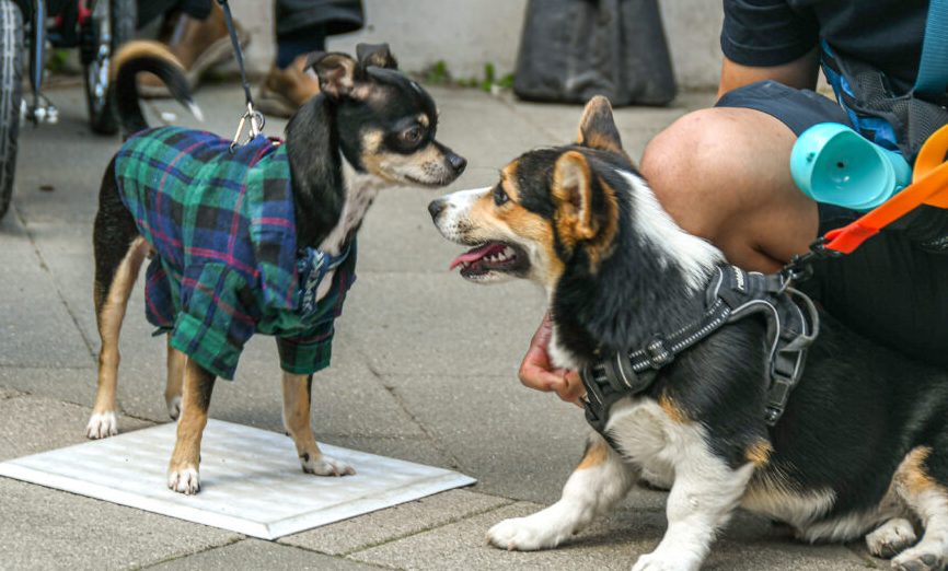 Dog Lovers' Market will be bigger with two venues in Toronto ...