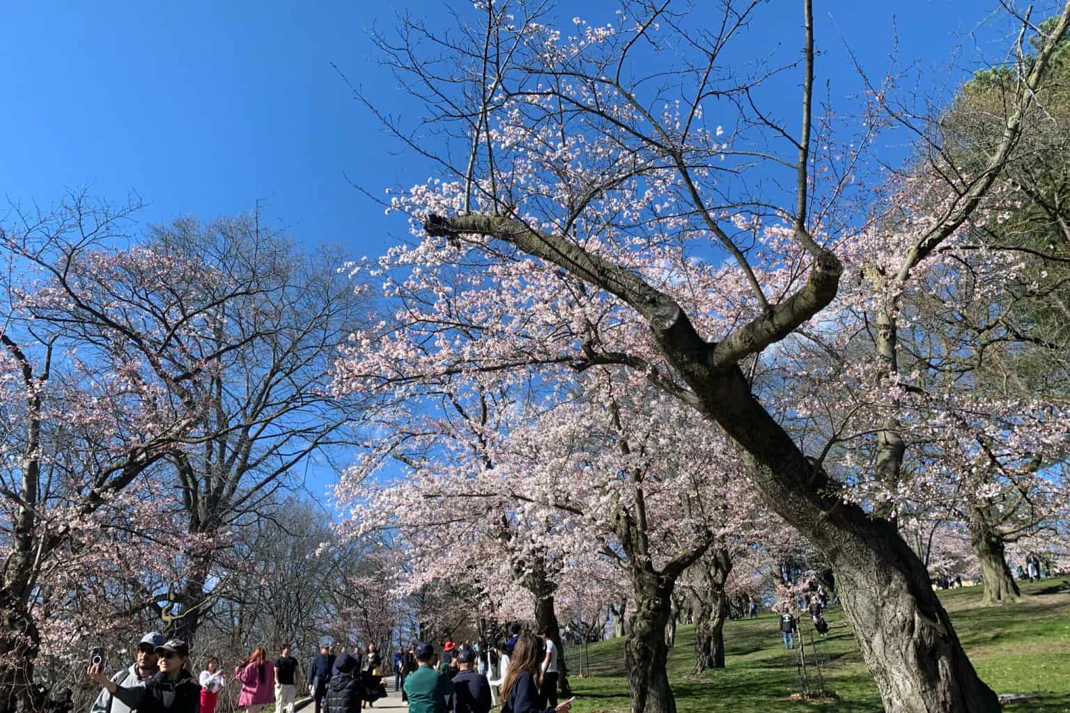 5 places to see cherry blossoms in Toronto - YourCityWithIN.com